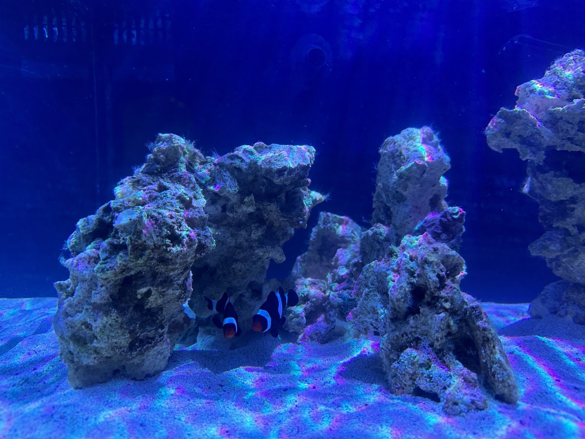 Custom rip clean thread for nanos, top cure for dinos and cyano above ...