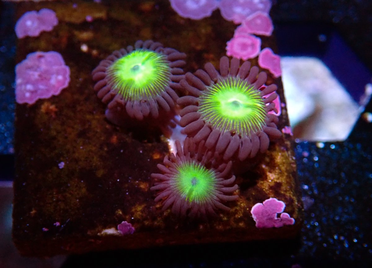 Who has the best looking zoa on here! Share with all of us! | Reef2Reef