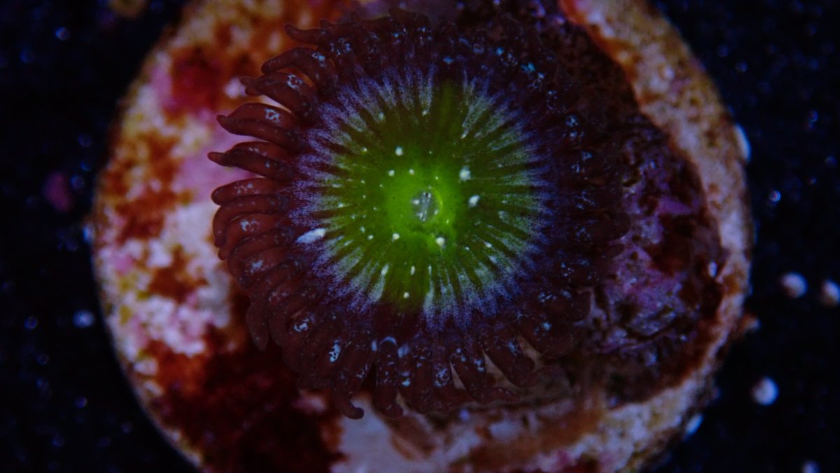 Who has the best looking zoa on here! Share with all of us! | Page 2 ...