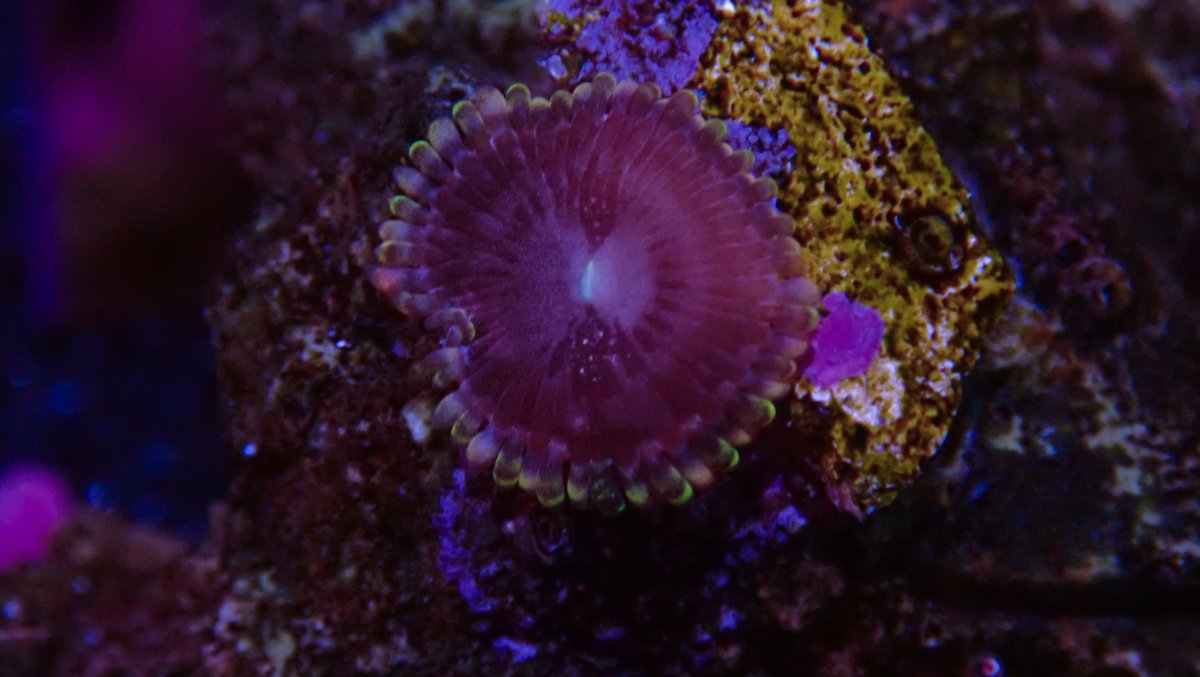Who has the best looking zoa on here! Share with all of us! | Reef2Reef