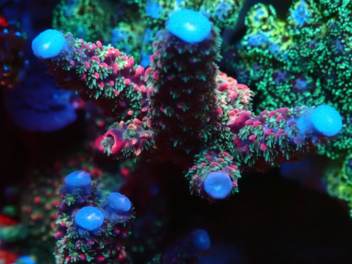 This weeks photos of the acro frags | Reef2Reef