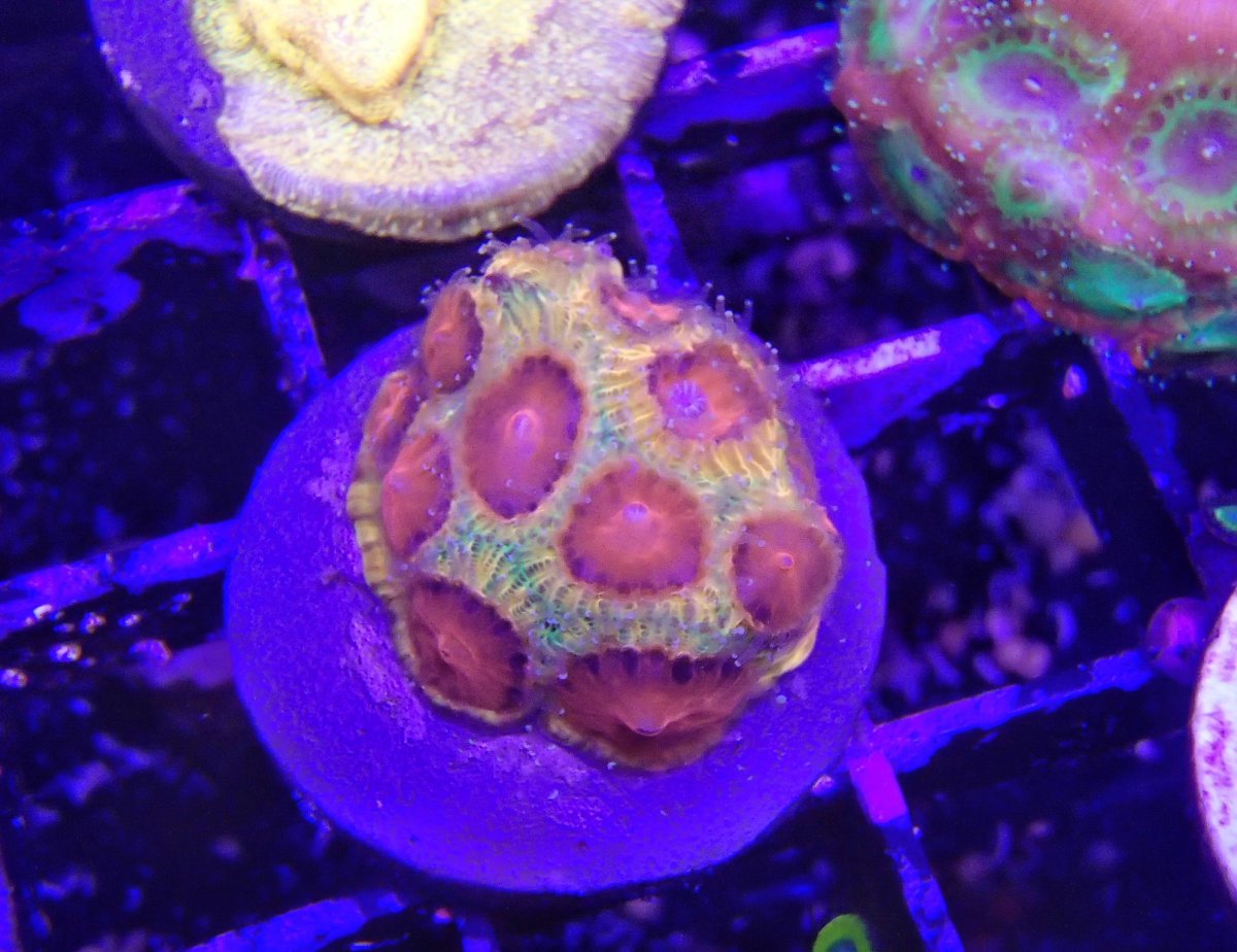 Zoas and other frags starting at $10, free shipping at $150 | Reef2Reef