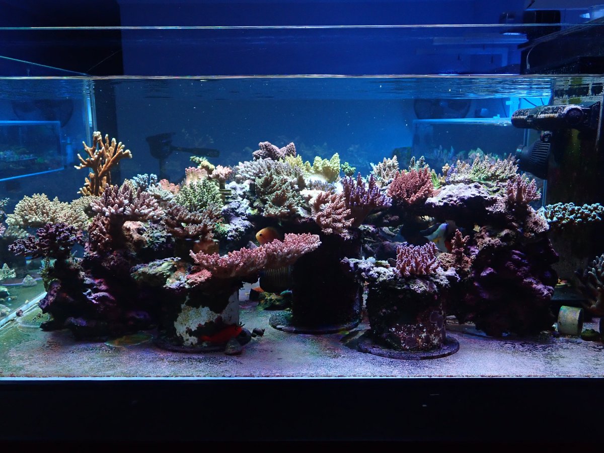 Let’s see your full colony tank pics | Reef2Reef