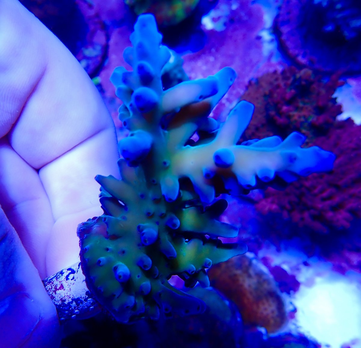 Monster Build - AV99's custom 600g Reef Savvy on site build-Lots of ...