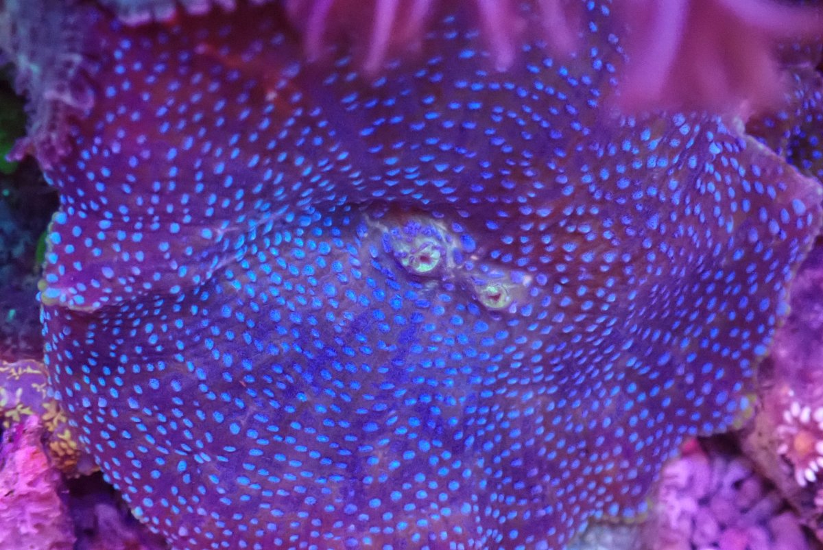 Reef Spotlight - REEF OF THE MONTH - April 2023: Lilo's Exquisite Softy ...