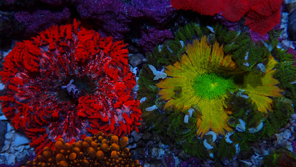 Show Off Your Rock Flower Nems!! | Reef2Reef
