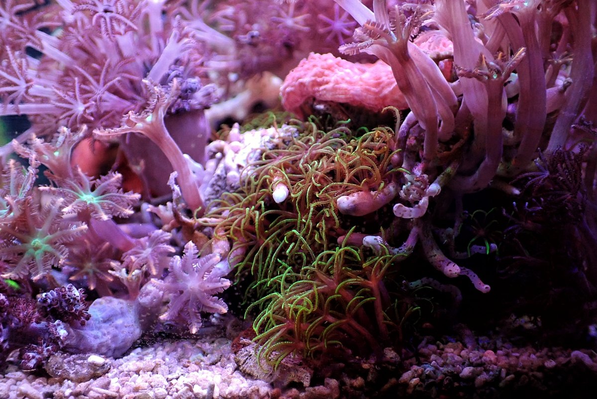 Reef Spotlight - REEF OF THE MONTH - April 2023: Lilo's Exquisite Softy ...