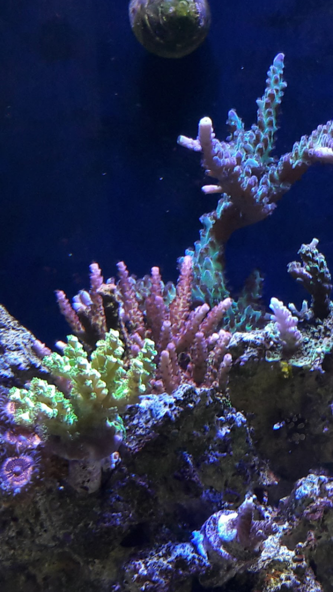 Show Me Your PC Rainbows! | Reef2Reef