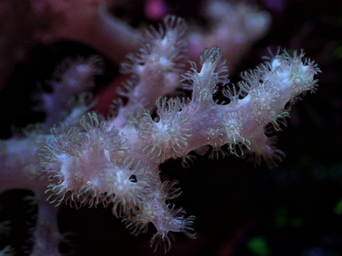 Reef Spotlight - REEF OF THE MONTH - April 2023: Lilo's Exquisite Softy ...
