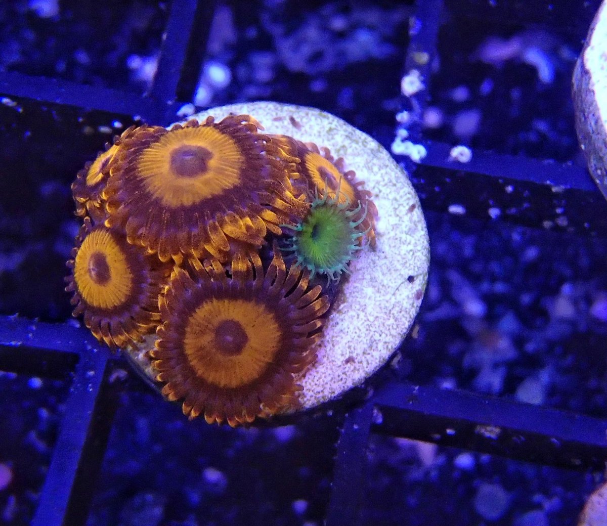 Misc frags free shipping at $150.00 | REEF2REEF Saltwater and Reef ...