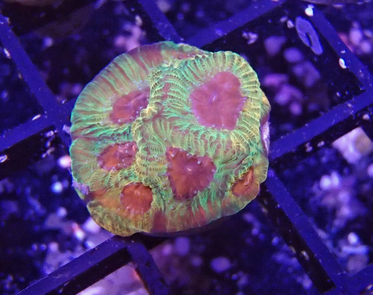 Misc frags free shipping at $150.00 | REEF2REEF Saltwater and Reef ...