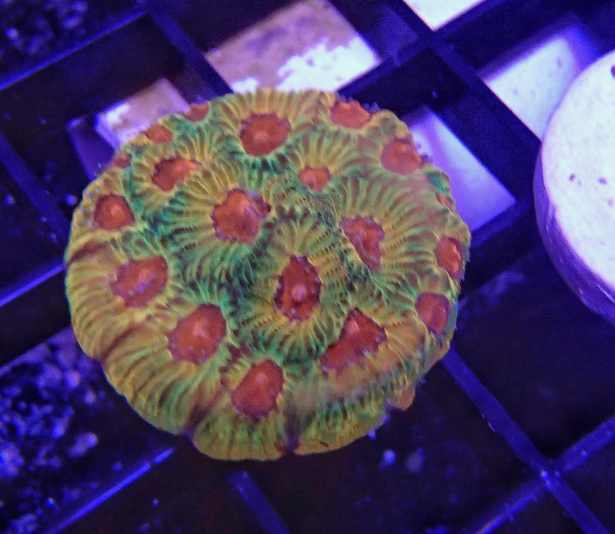 Misc frags free shipping at $150.00 | Reef2Reef