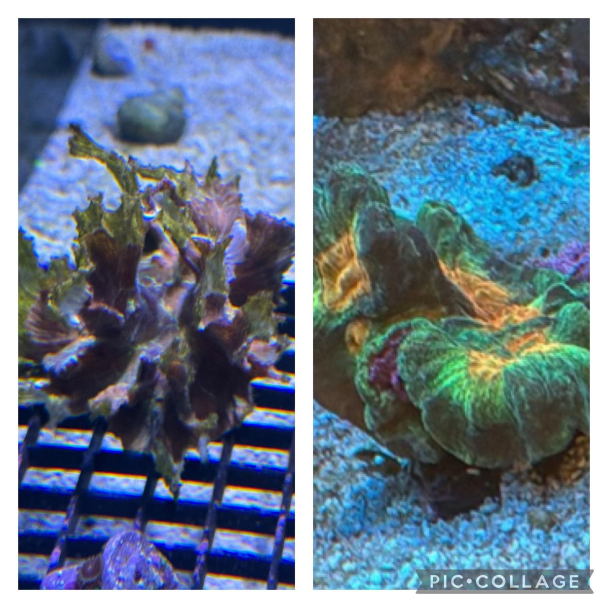 Show And Tell Reef2reef