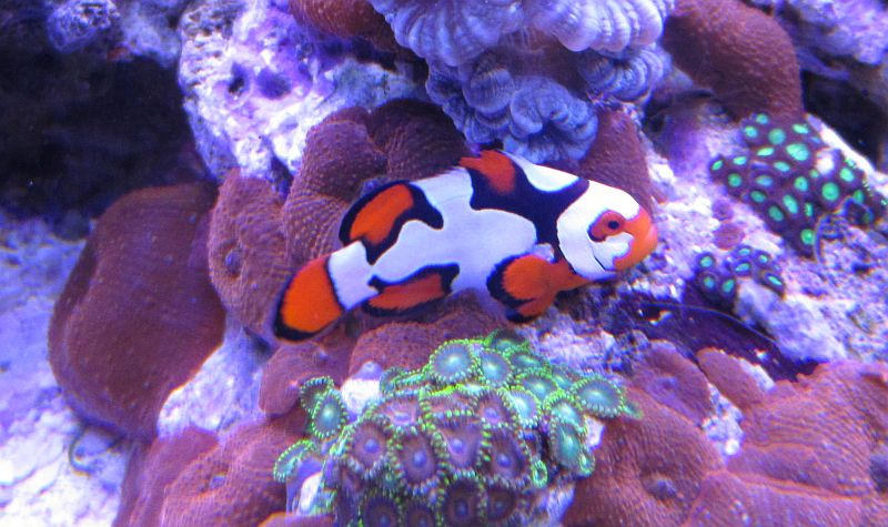 Picasso's and SnowFlakes clownfish club... | Page 29 | Reef2Reef