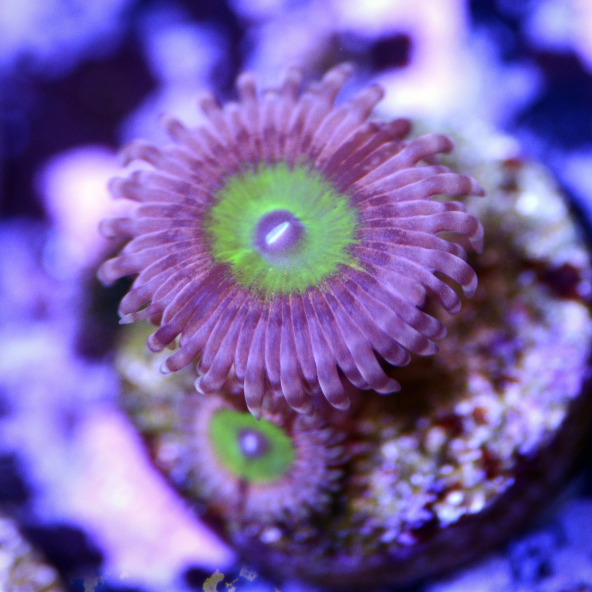 California Zoas Favia Blasto Sunkist Bounce Candy Cane Available Reef2reef