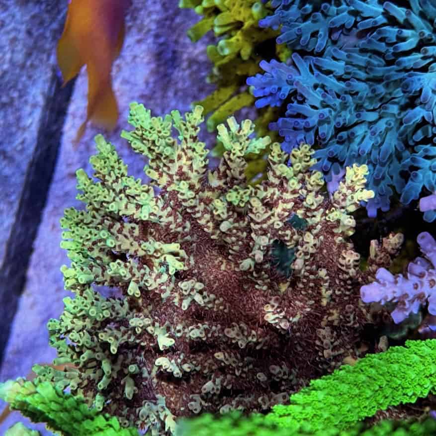North Carolina - Live Goods - LobsterOfJustice aka Rebel Reef's SPS ...