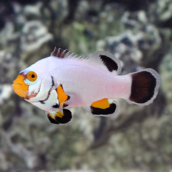 What are the best designer clownfish? | Page 3 | Reef2Reef