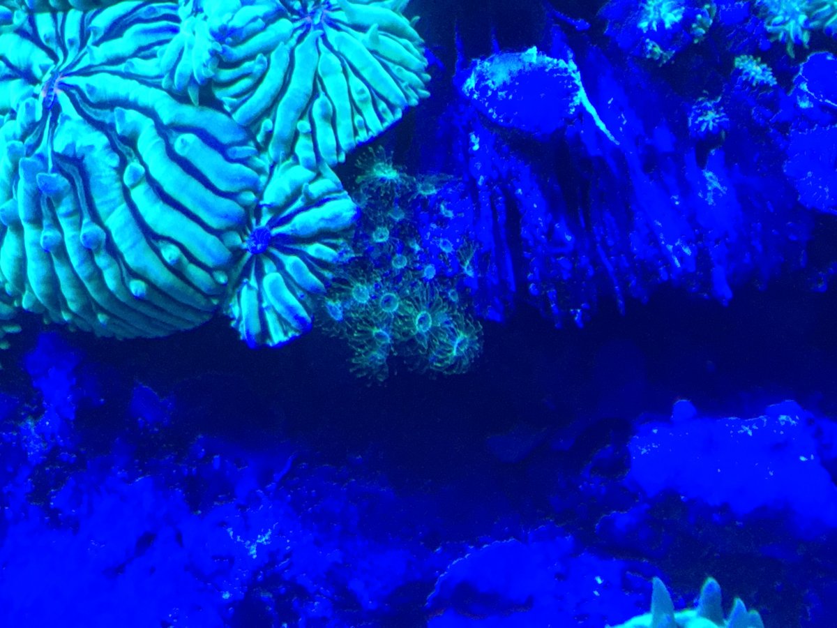 Need assistance with strange polyps taking over tank | Reef2Reef