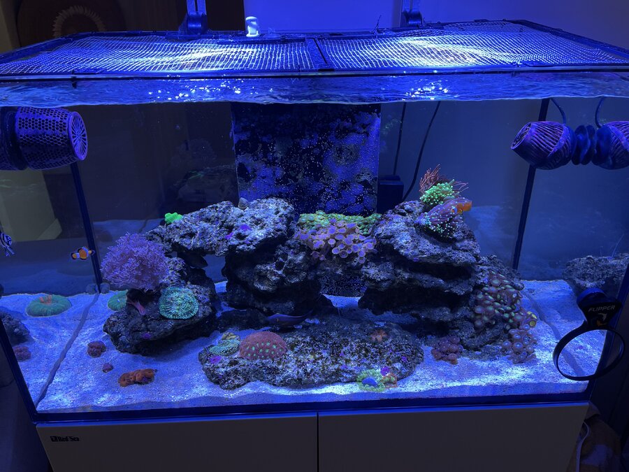 Large Build - Desert Reef - 180g Reefer-S 850 G2 | Reef2Reef
