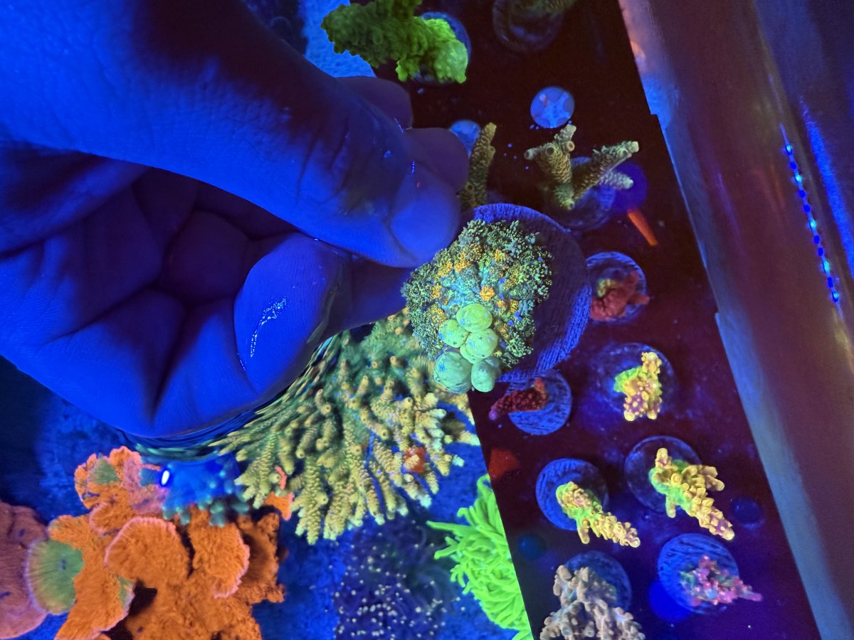 California - Live Goods - SPS pack, Powerball bounce mushrooms and ...