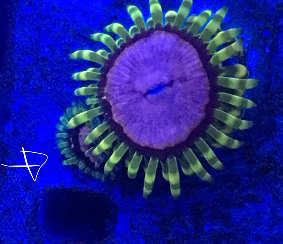Build Thread - A 15 Year Old and His Reefer 170 Build Thread | Reef2Reef
