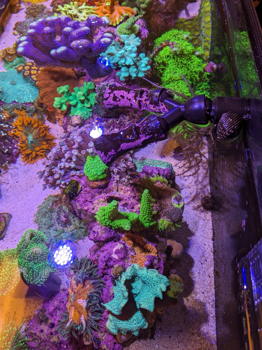 Noopsyche k7 mini | Reef2Reef
