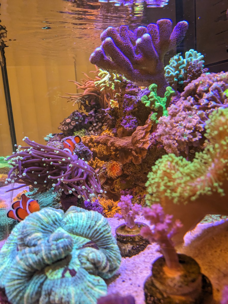 Noopsyche k7 mini | Reef2Reef