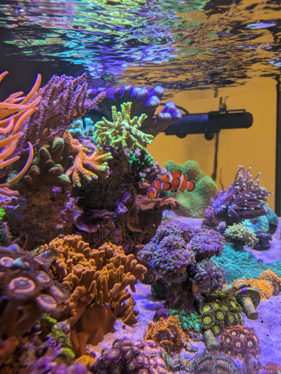 Noopsyche k7 mini | Reef2Reef