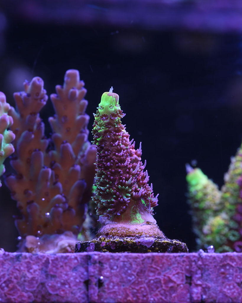 F/S: Some RRC Rainbow Splice Frags | Reef2Reef