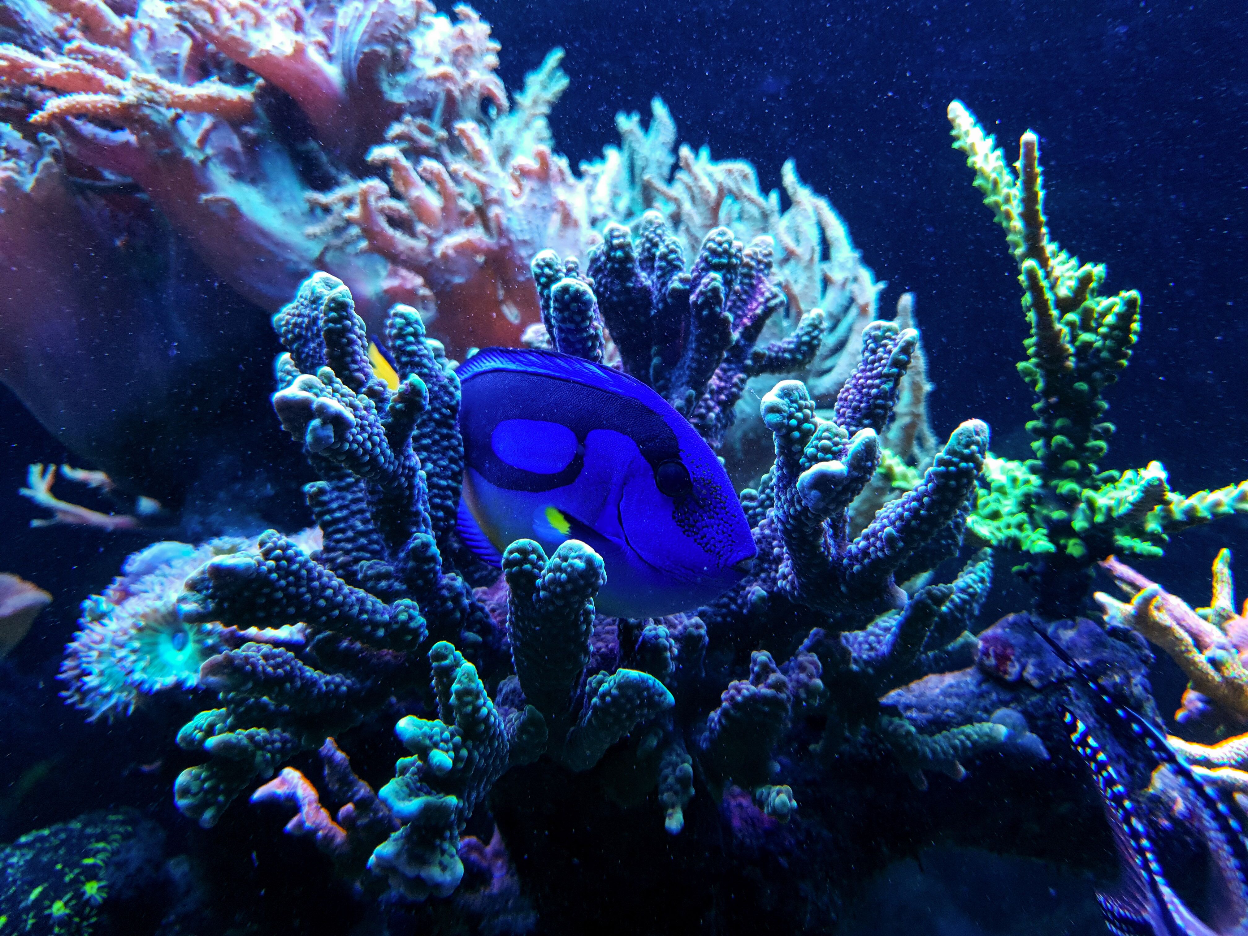 February 2019 R2R Reef of the Month - Sever10's 900-Liter Reef | Reef2Reef