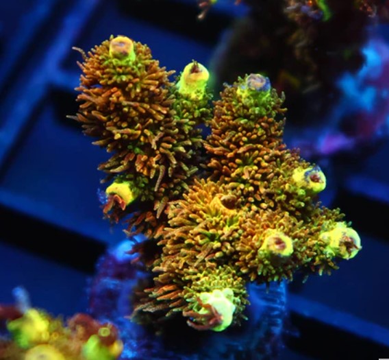 TCK Auctions | LIVE EVENT | 100's of Frags! | SUNDAY JUNE 25TH | Page ...