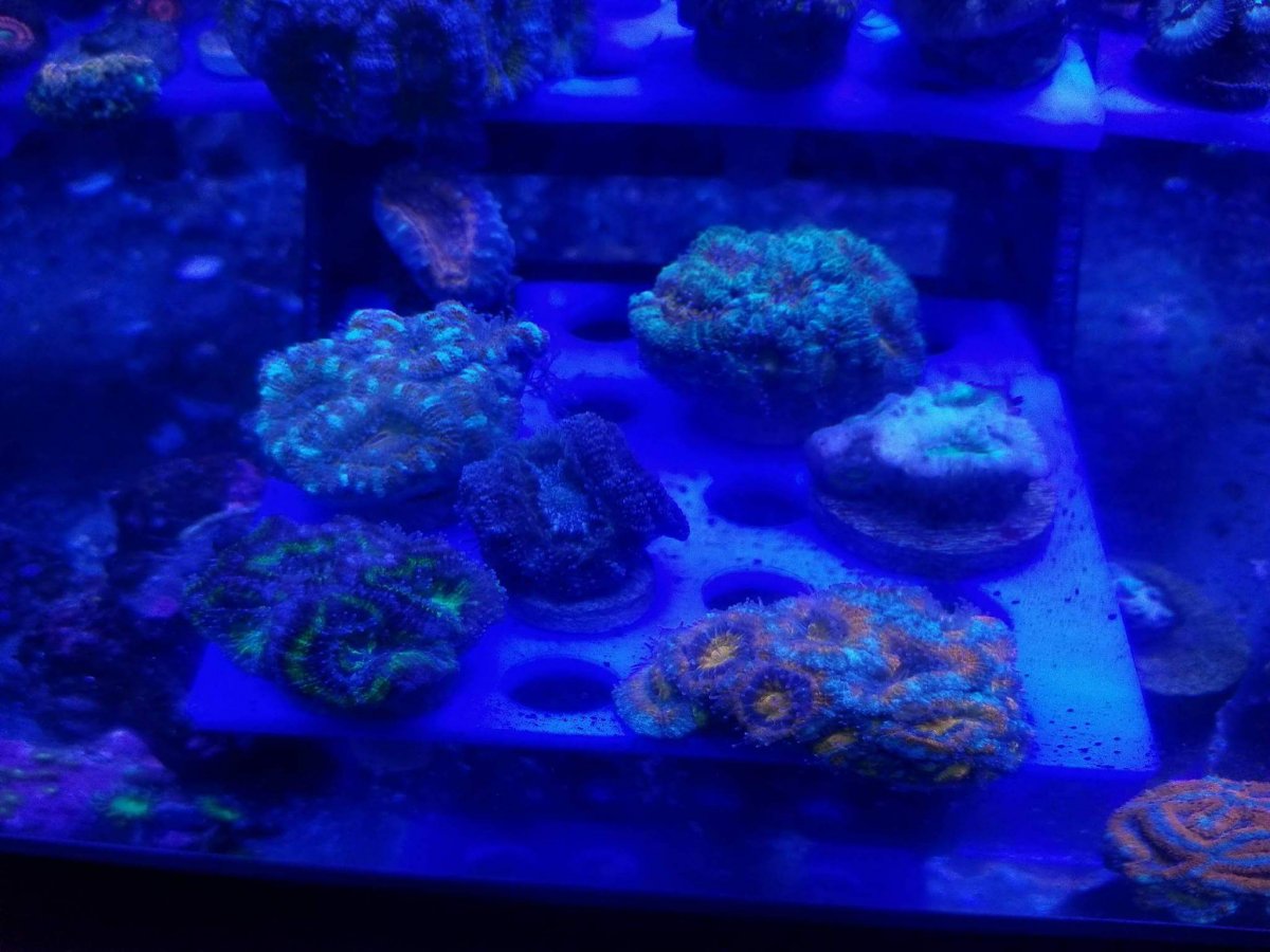 Acans gold acans and rainbow acans | Reef2Reef