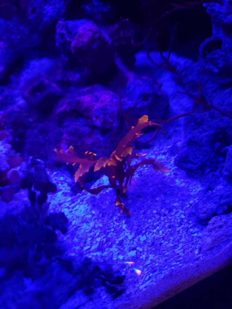 New York - WTB - Looking for a variety of macro algae | Reef2Reef
