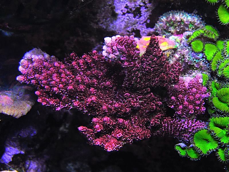 Sps coloration tends to shift to green. Why? | Page 3 | Reef2Reef