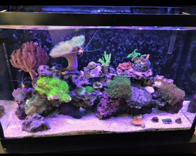 fish only current orbit marine? | REEF2REEF Saltwater and Reef Aquarium ...