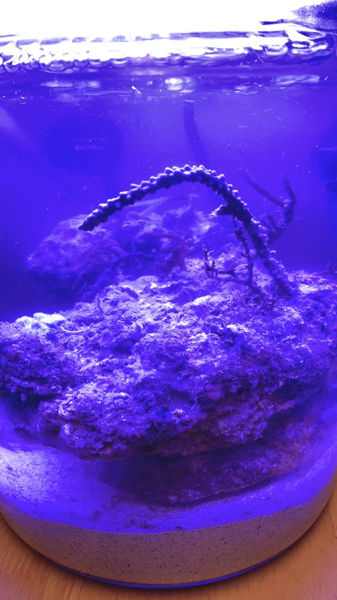 QUESTION OF THE DAY - REEF VASE: Have you ever consider keeping a reef ...