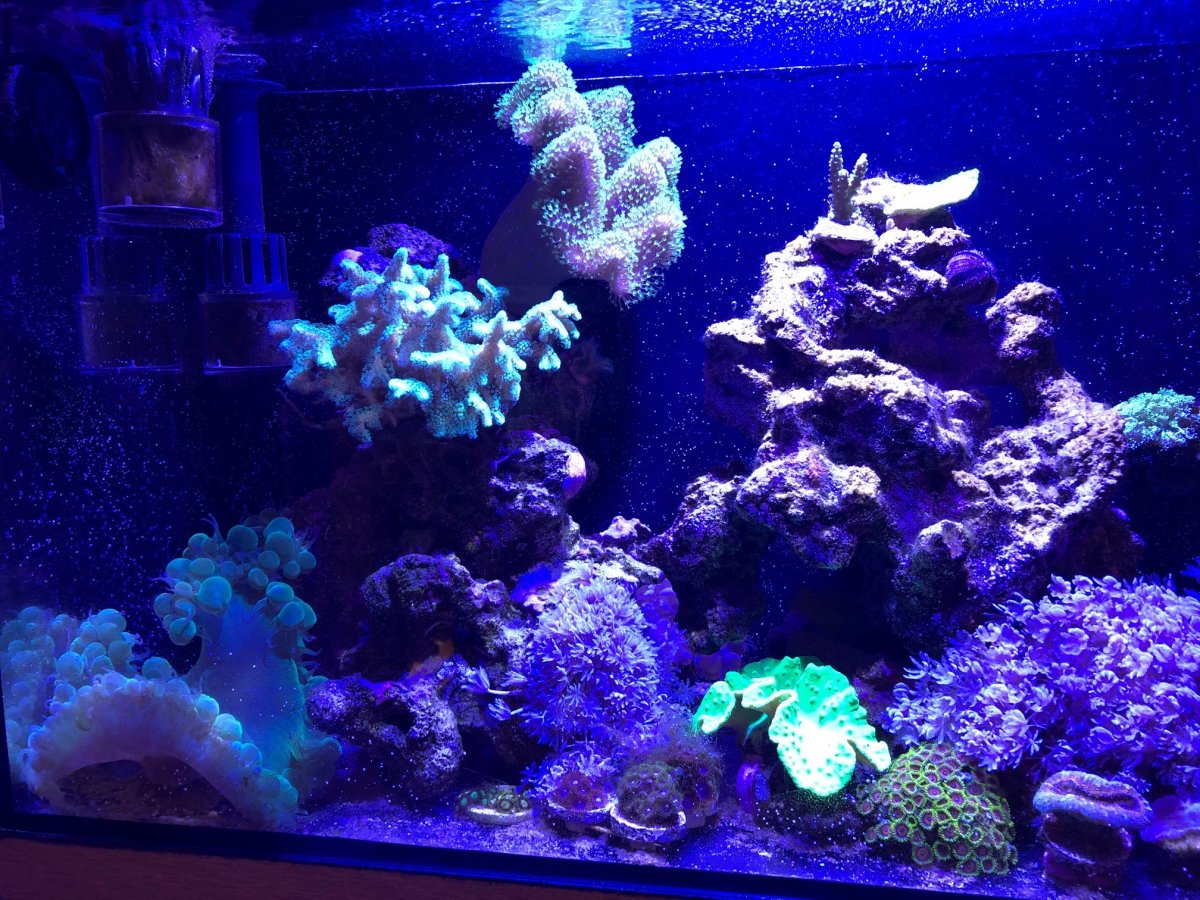 EMERGENCY - Red Sea 425xl Aquascaping | Reef2Reef