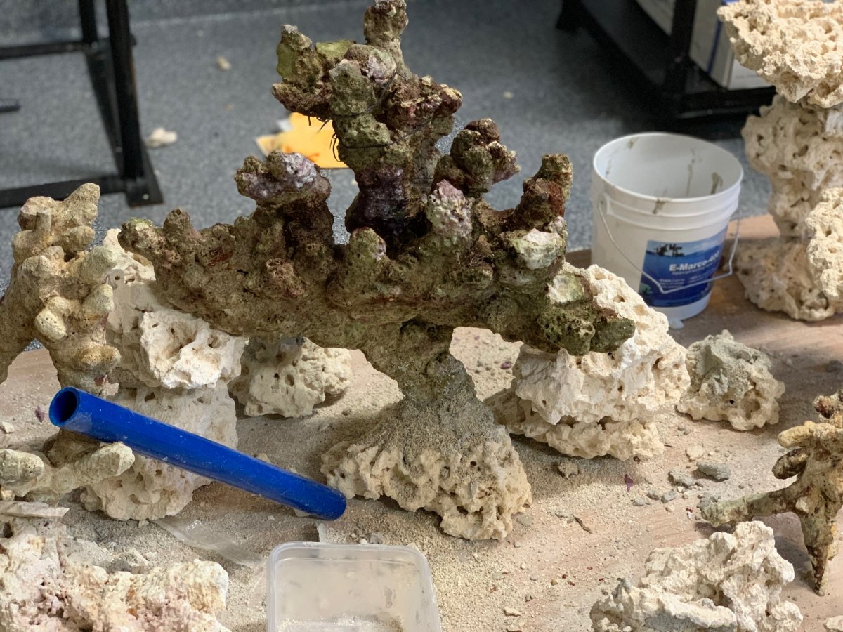REEF OF THE MONTH - June 2025: Sdreef's Acropora-Dominated Mixed Reef ...