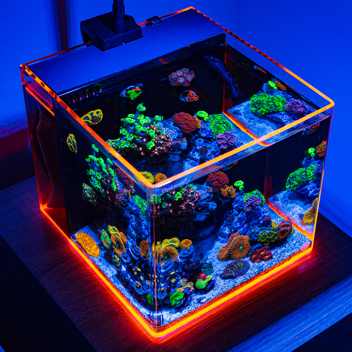 QUESTION OF THE DAY - Crystal clear: What is your opinion of acrylic ...