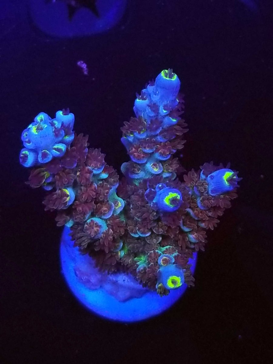 SBB Corals- Back to School Sale! 500 WYSIWYG coral Drop!!! Prize, games ...