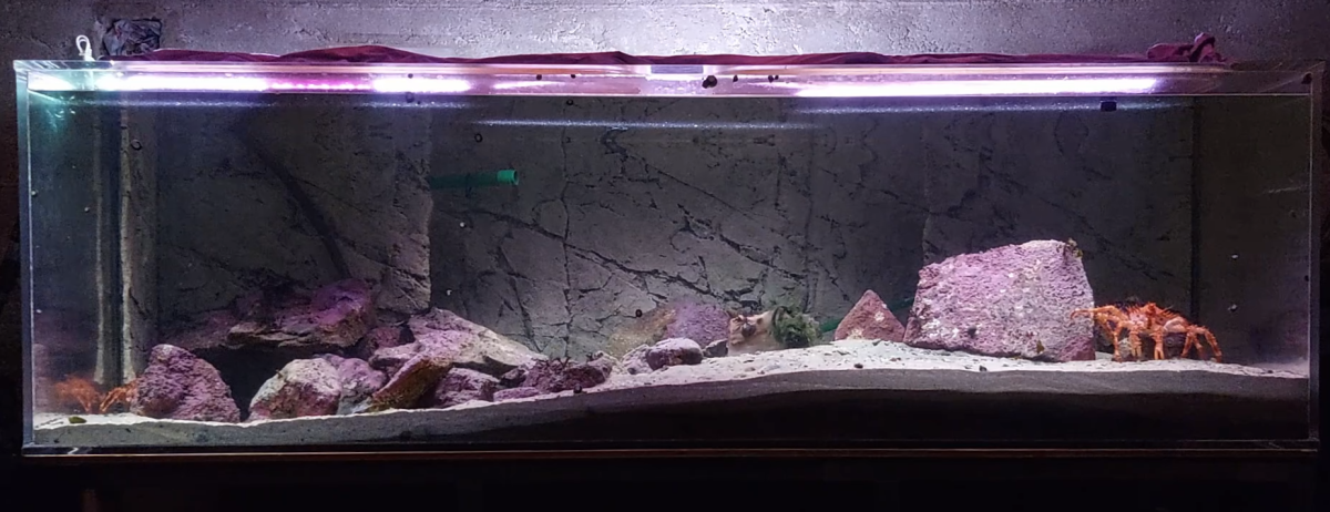 Build Thread - 1000l (264 gallon) Norwegian Native Cold Water - Deep ...