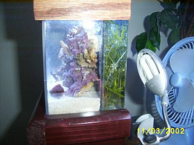 QUESTION OF THE DAY - REEF VASE: Have you ever consider keeping a reef ...