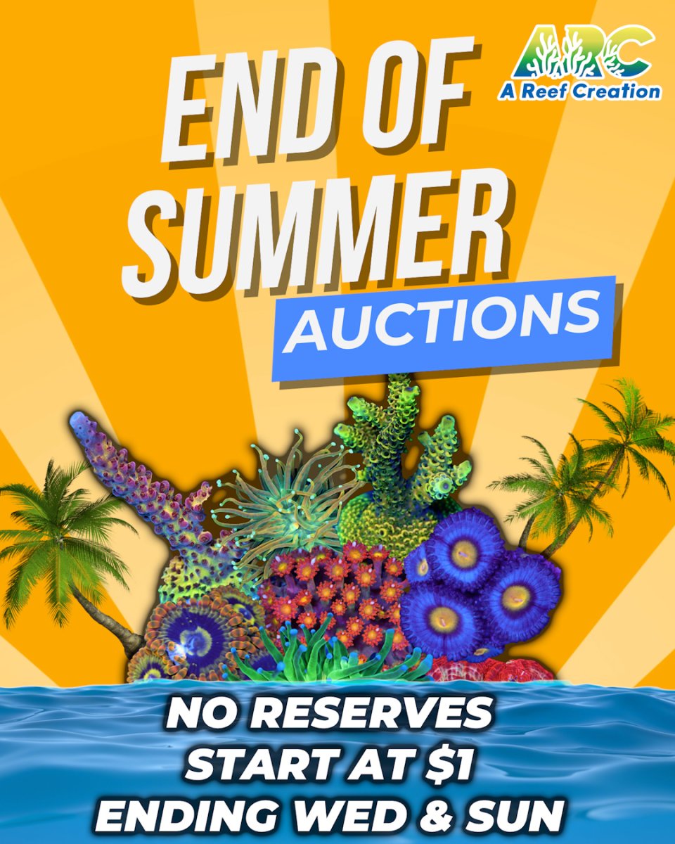 A Reef Creation - End Of Summer Auctions - No Reserves | Start At $1 ...