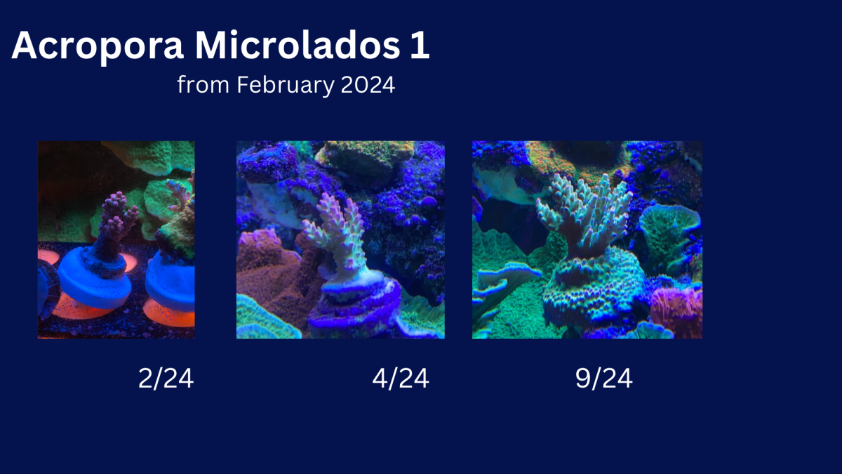 Growth rate of some of my Acropora | Reef2Reef