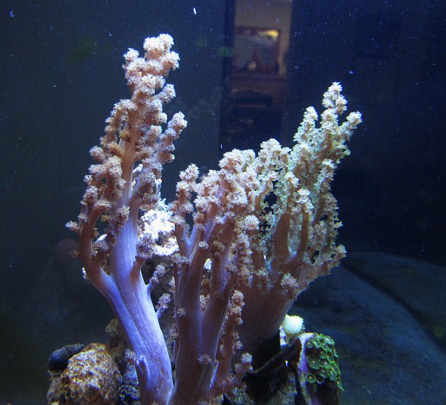 Let's see some of those soft corals!!!! | Page 11 | Reef2Reef