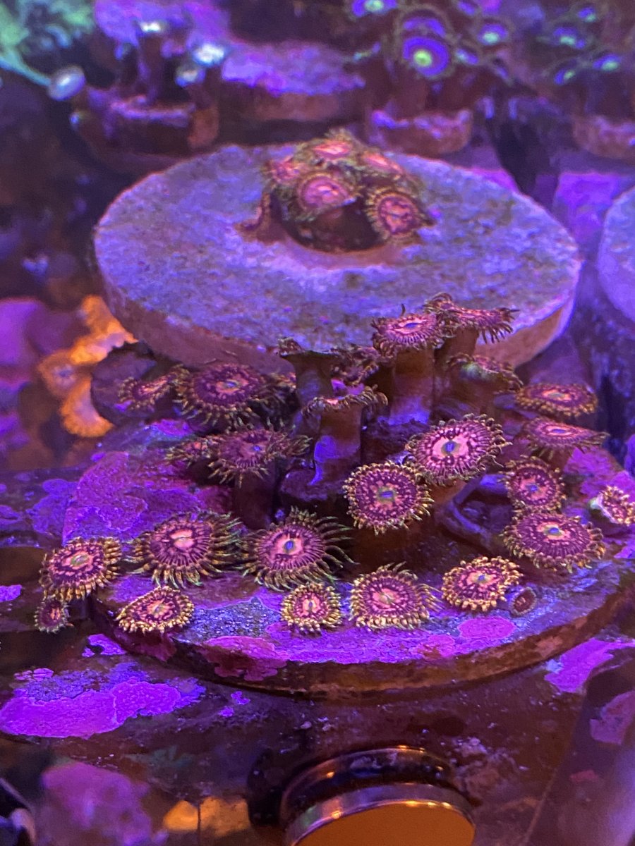 Space Chaos And Taser Zoas Reef2reef