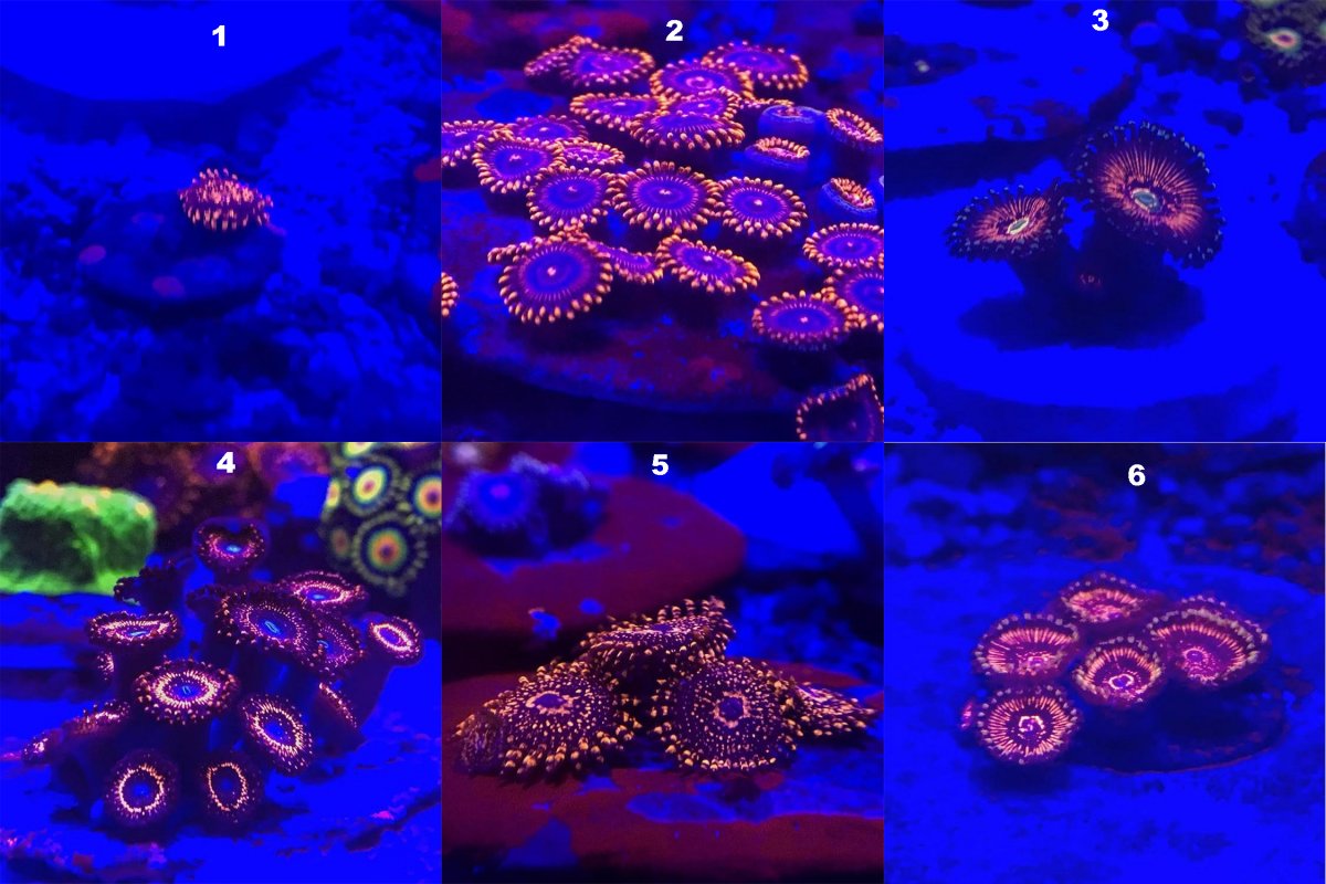 Side by Side Zoa Comparisons | Reef2Reef