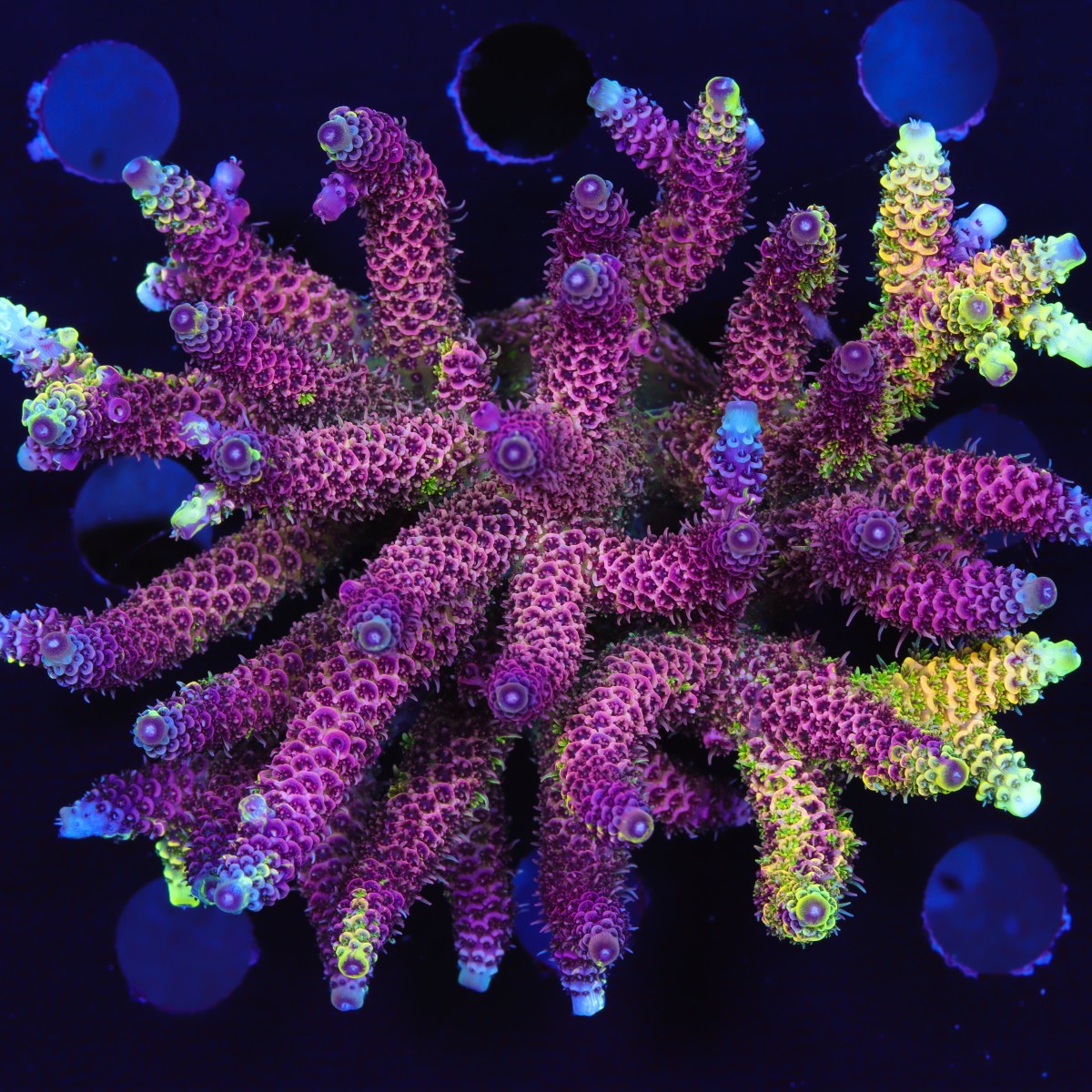 A Reef Creation Auctions END TODAY 9pm ET - CC CHIMERA TORCH, WALT ...