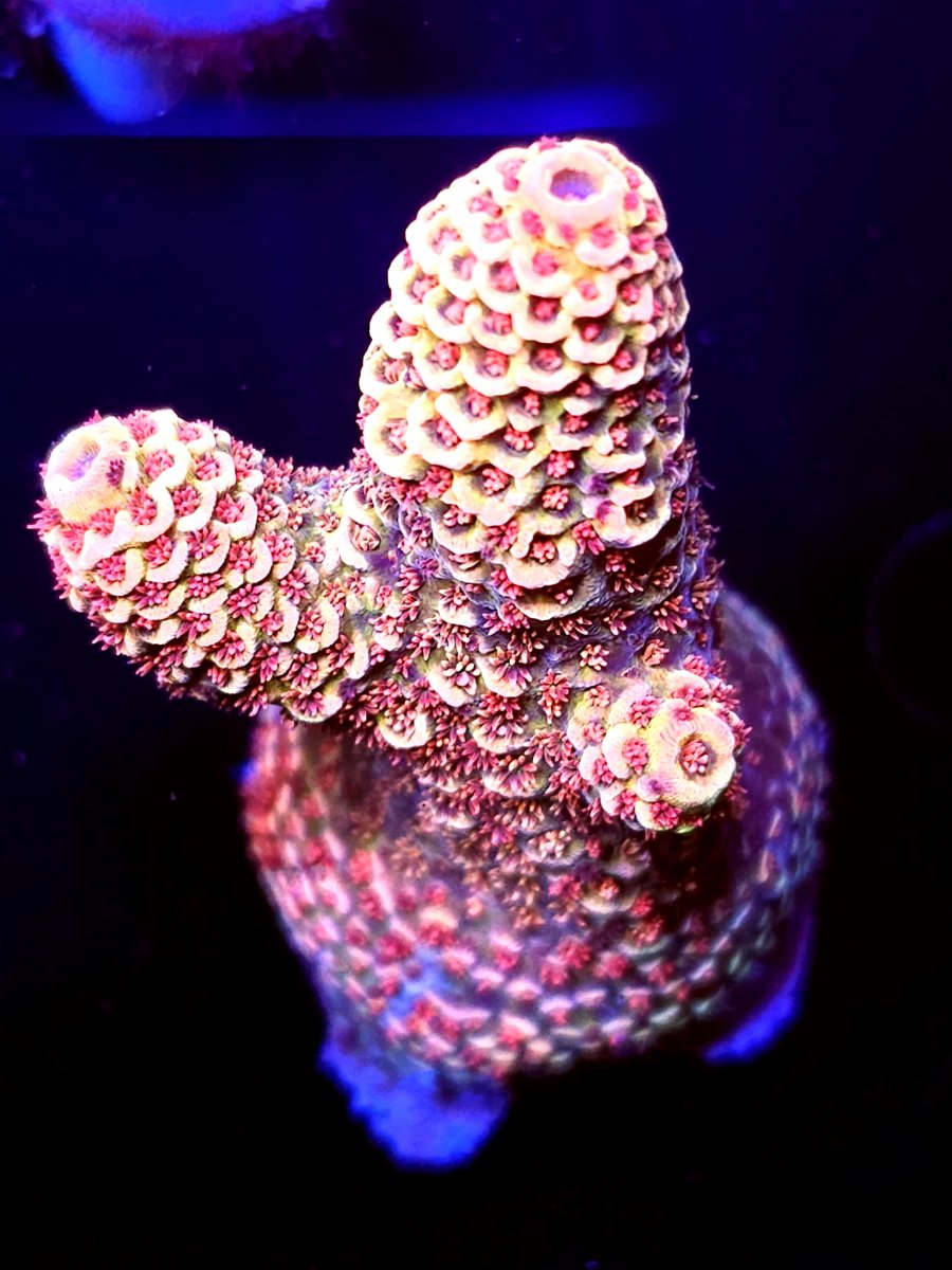 SBB - AFTERPARTY SALE- 3 day event 1750 corals. Our Largest sale ever ...