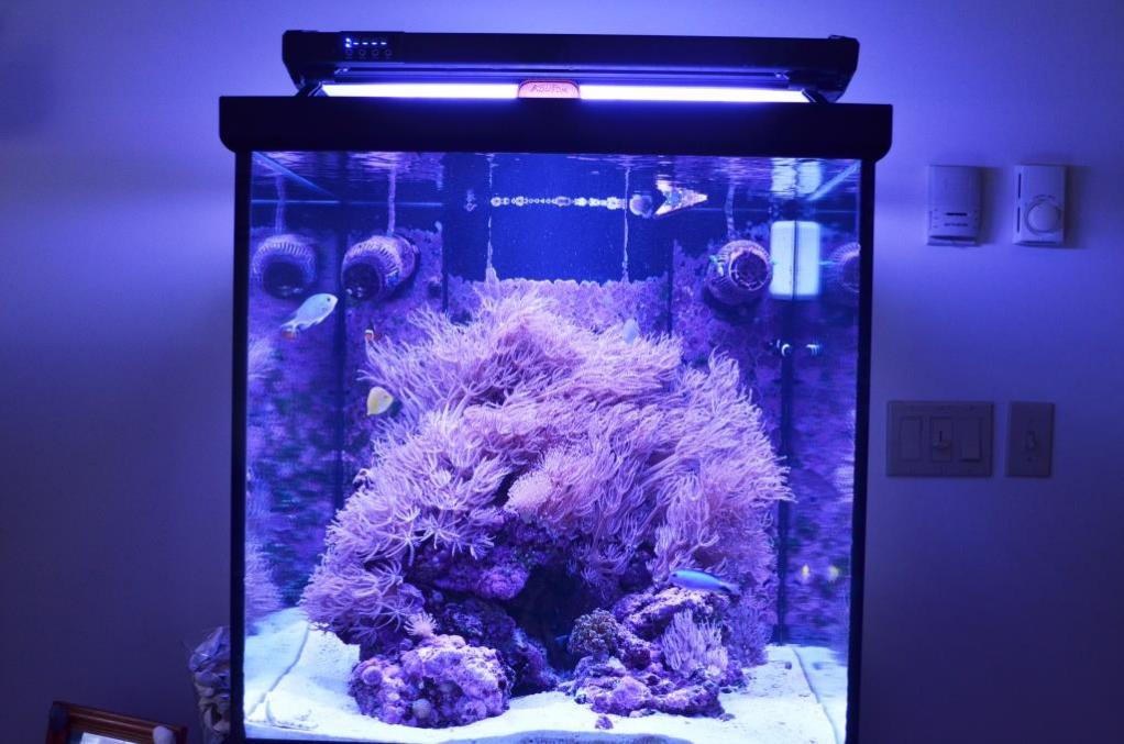 Build Thread - Salty Reefer 120g Reef Build | Reef2Reef